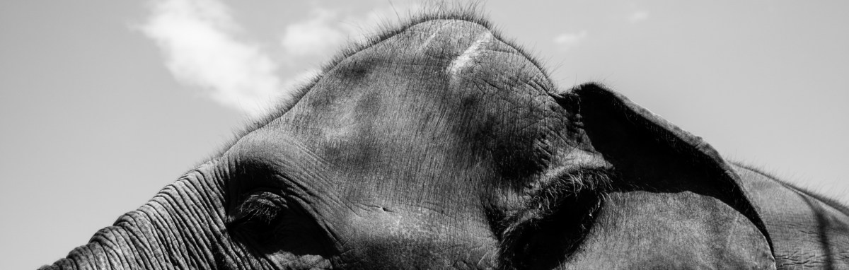 Disappearing Elephants | Exploring the threats to elephants around the ...