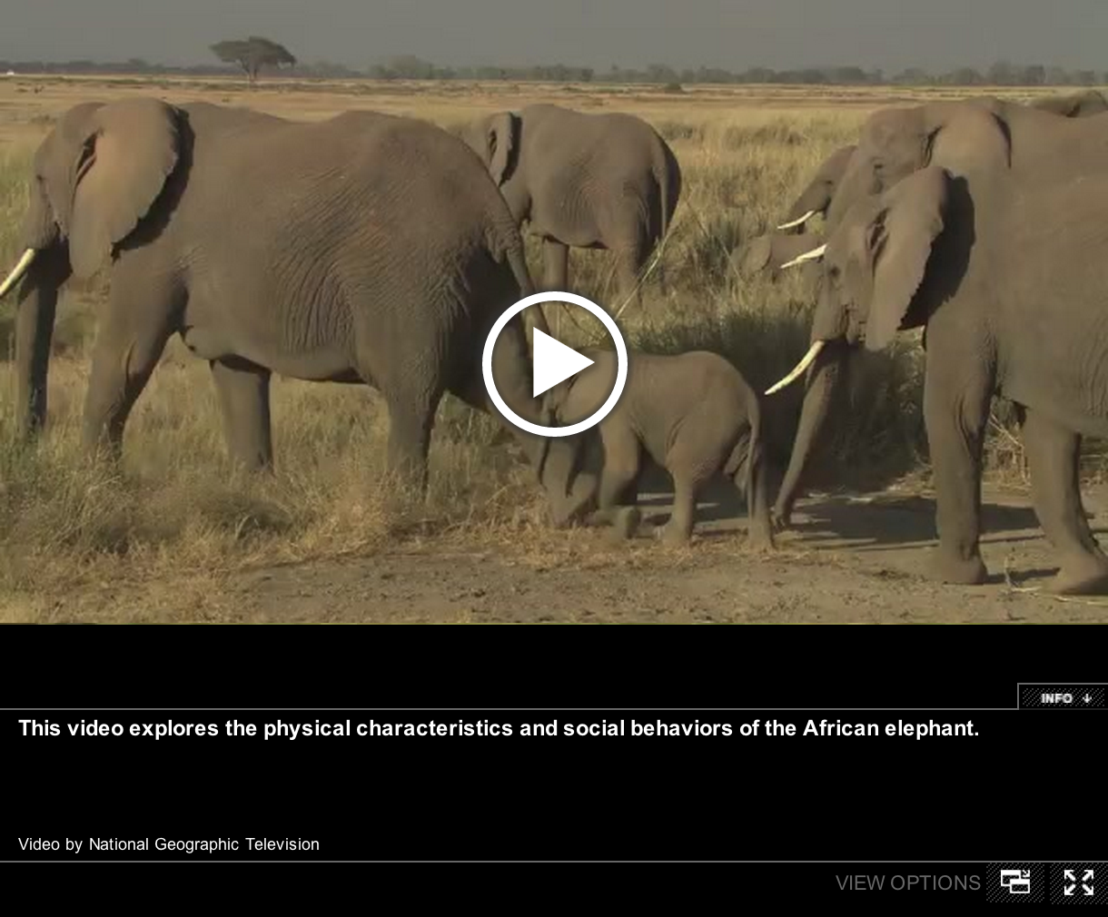 A Natural History of the African Elephant | Disappearing Elephants