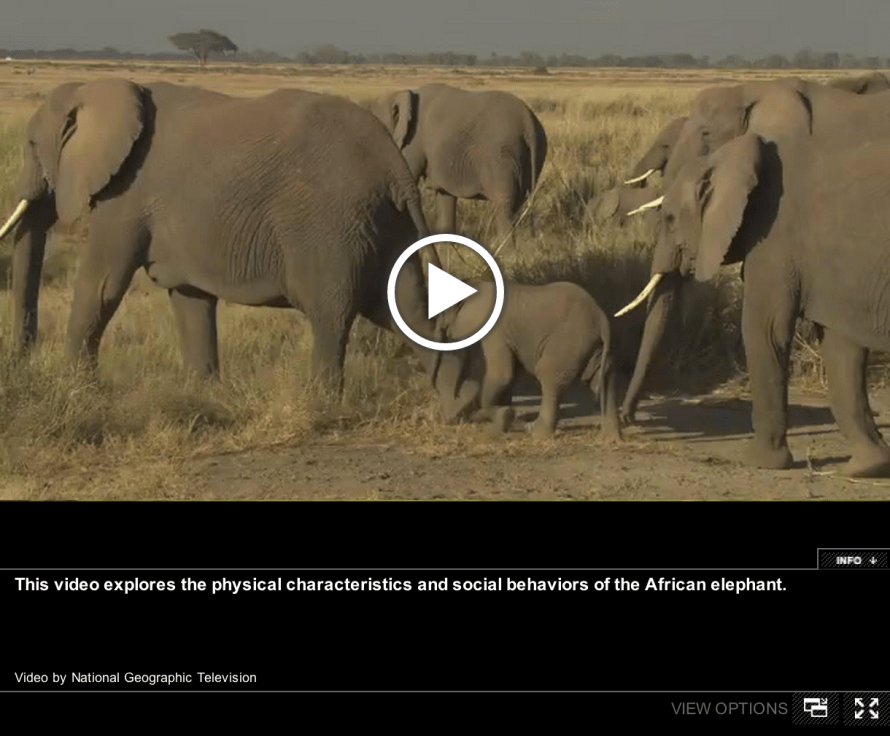 A Natural History of the African Elephant | Disappearing Elephants