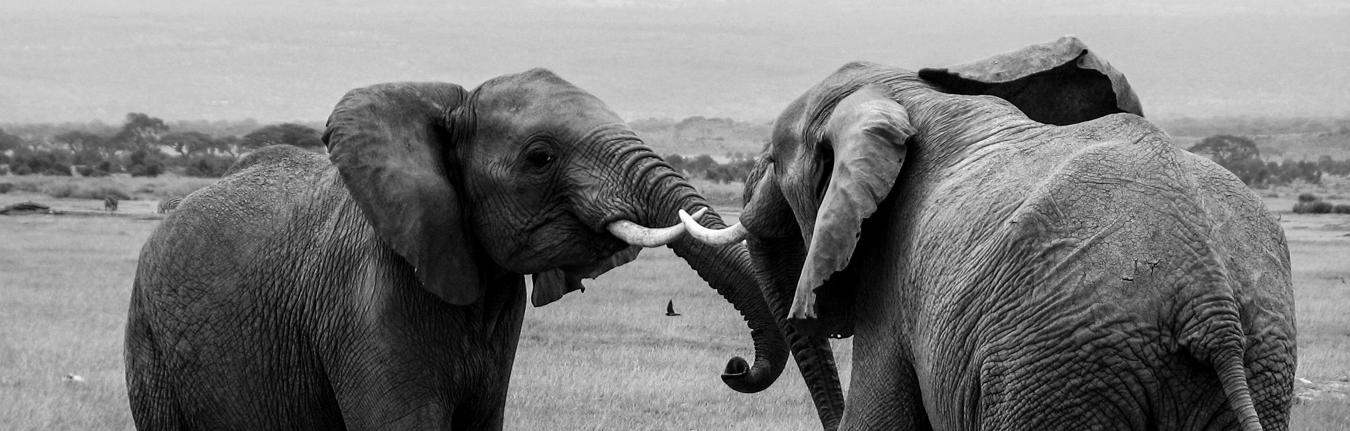 Original Interviews | Disappearing Elephants