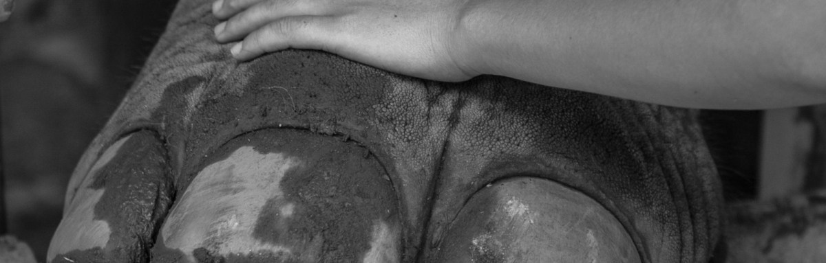 Teaching Manual | Disappearing Elephants