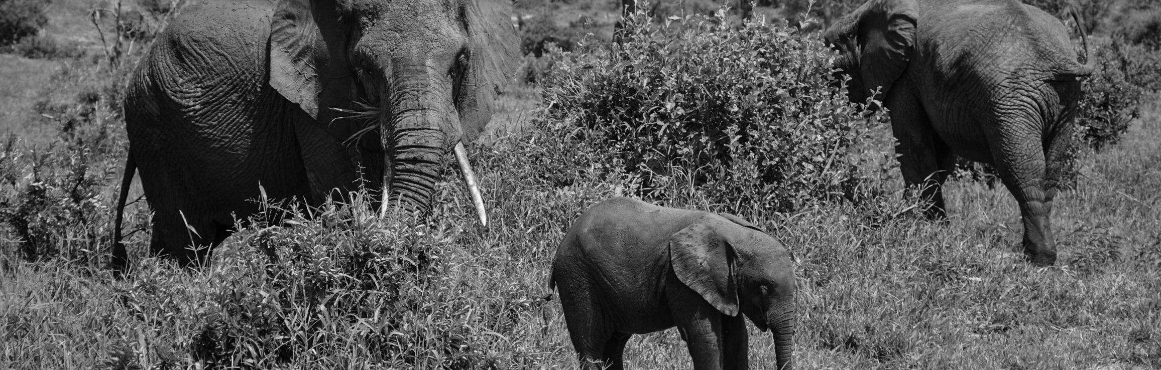 For Educators | Disappearing Elephants