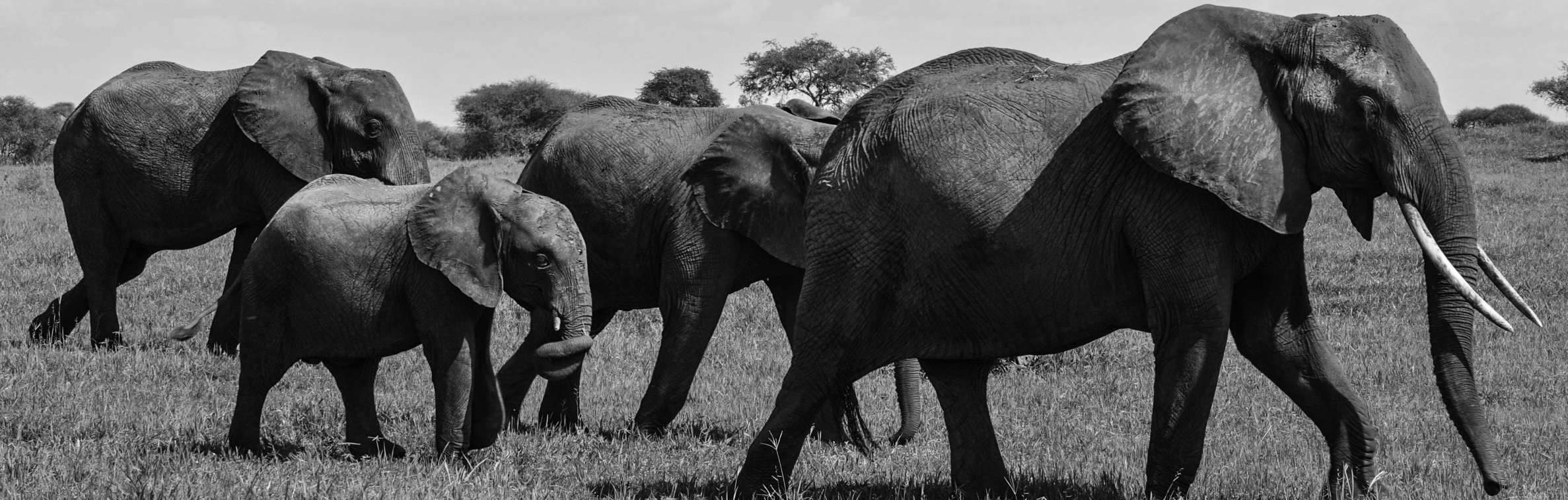 Videos | Disappearing Elephants