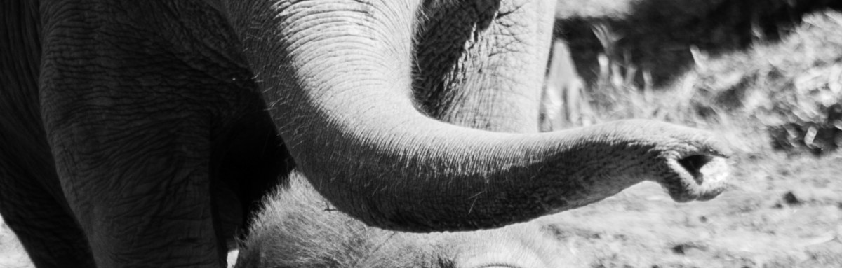 Create an Advocacy Poster | Disappearing Elephants