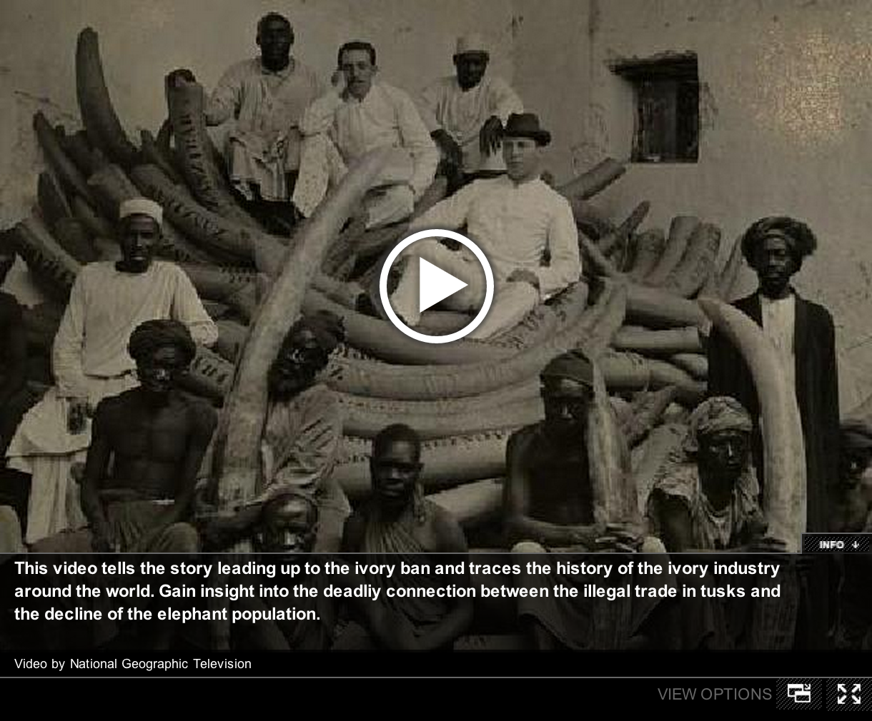 The History of the Ivory Trade | Disappearing Elephants