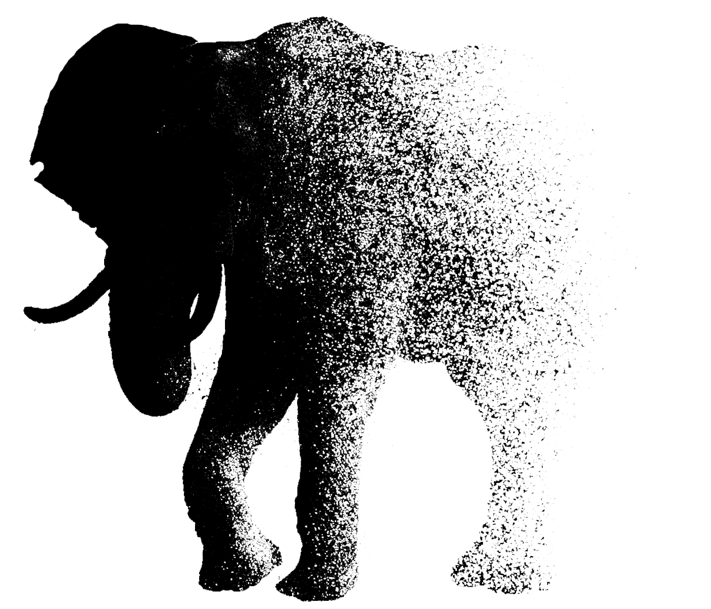 Why ivory? | Disappearing Elephants